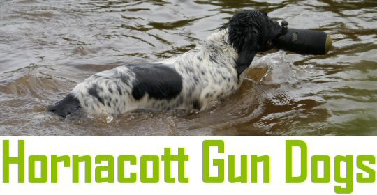 Hornacott Gun Dogs
